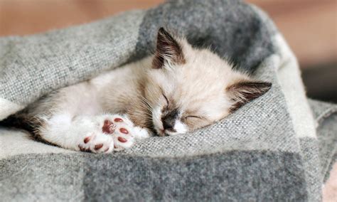 Sleeping Kittens