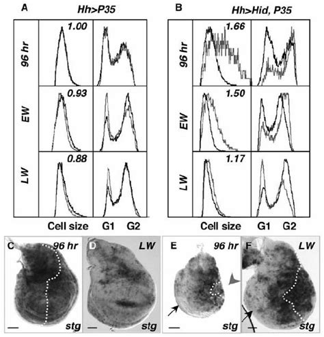Autonomous And Nonautonomous G2 Arrests Precede Compensatory Proliferation Download Scientific