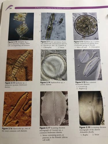 Blakely Lab Exam Algae Lab Flashcards Quizlet