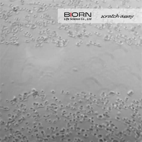 基础科研外包服务