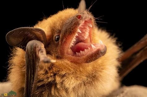 خفاش قهوه‌ای؛ پرنده عجیبی که با نر‌های زیادی جفت‌گیری و اسپرم‌ آنها را