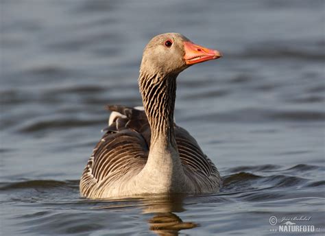 Greylag Goose Photos, Greylag Goose Images, Nature Wildlife Pictures ...