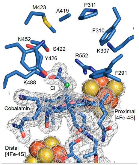 Catabolic Reductive Dehalogenase Substrate Complex Structures Underpin
