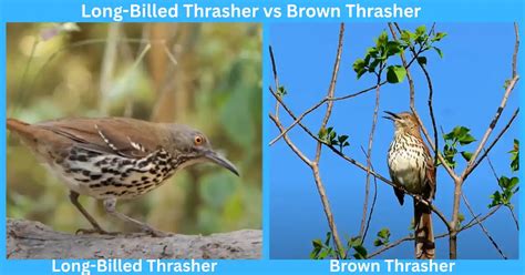 Long Billed Thrasher Vs Brown Thrasher 8 Shocking Facts
