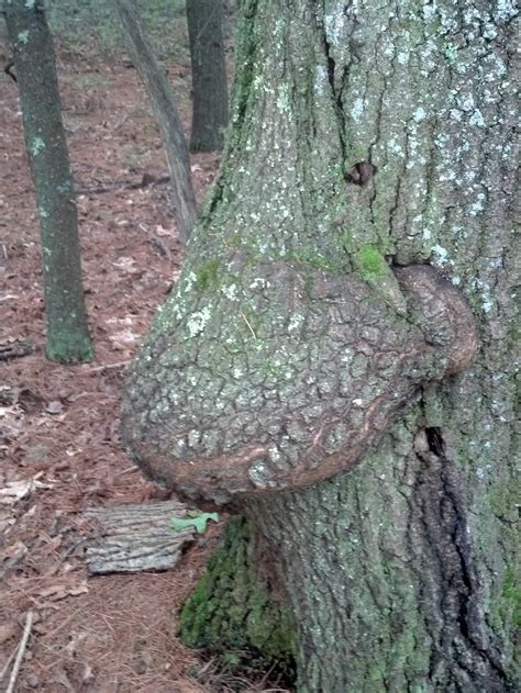 This Tree Nose Nose Tree Life