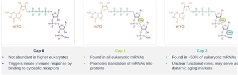 5 Things To Know About Mrna Capping For Next Generation Vaccines And