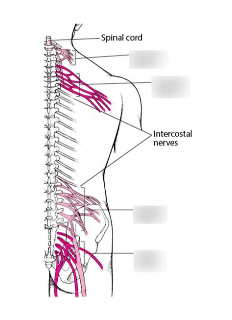 Nerve Plexuses Diagram Quizlet