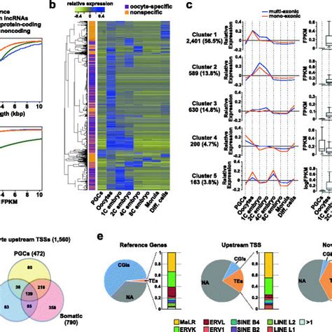 Oocyte Transcriptome Assembly A Overview Of The Strategy Used For The Download Scientific