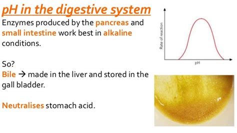 B2 34 Speeding Up Digestion