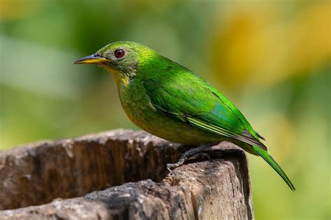 Mielero Verde Chlorophanes Spiza Green Honeycreeper Flickr