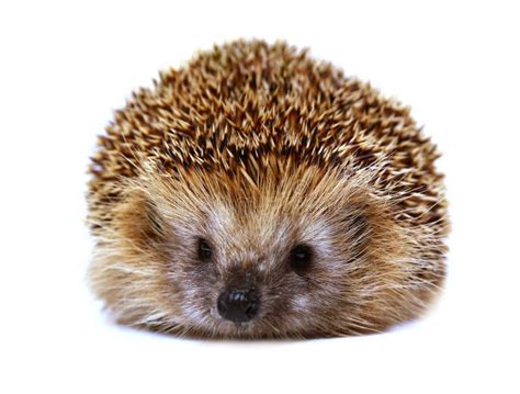 Hedgehog Isolado No Fundo Branco O Ouri O Europeu Foto De Stock