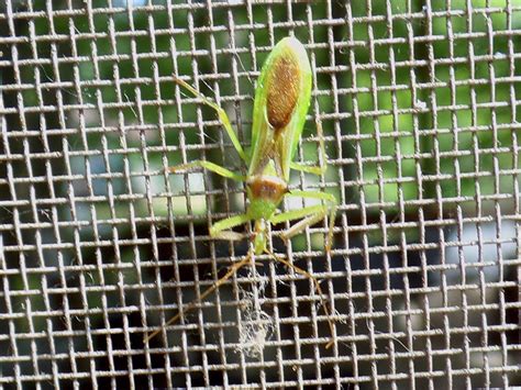Minnesota Seasons Pale Green Assassin Bug