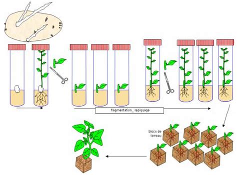 topic 9 3 growth in plants amazing world of science with mr green