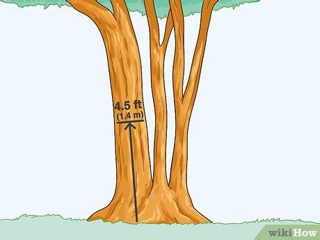 3 Ways To Measure Tree Size WikiHow Life