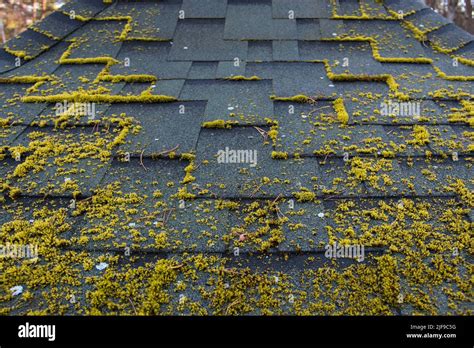 Asphalt Roofing In A Symmetrical Pattern Composite Shingle Repeating