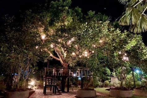 Landscape Lighting For Trees Factors Techniques