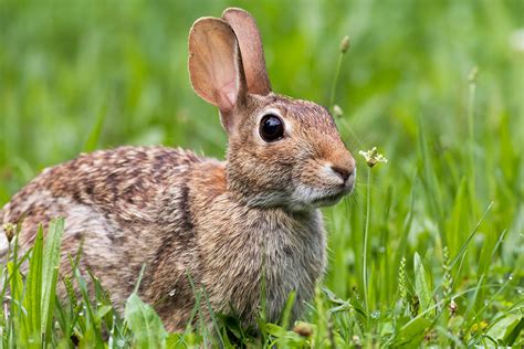 Rabbit The Canadian Encyclopedia