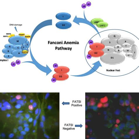 A The Fanconi Anemia Pathway And Formation Of Repair Foci Following Download Scientific