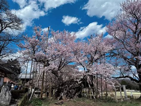 我一生中至少想参观一次！来参观拥有2000年历史的日本三大樱花之一的山高神大樱吧🤩 Matcha