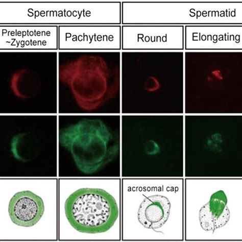 Protein Expression Profiling Of Human Cpα3 And Cpβ3 During Human