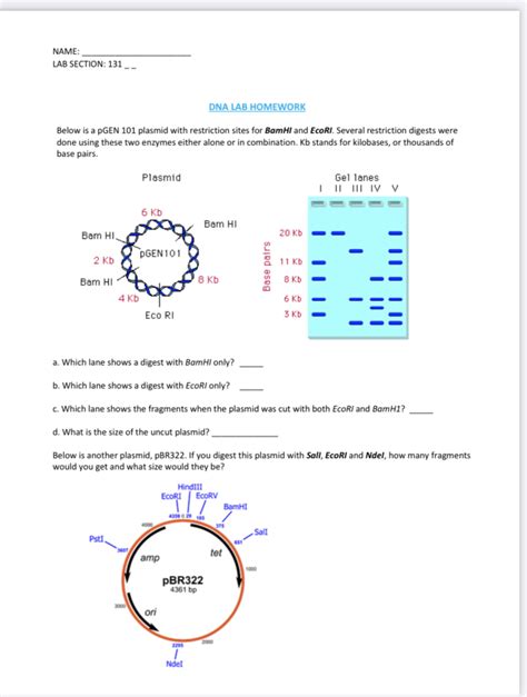 Solved Below Is A Pgen 101 Plasmid With Restriction Sites