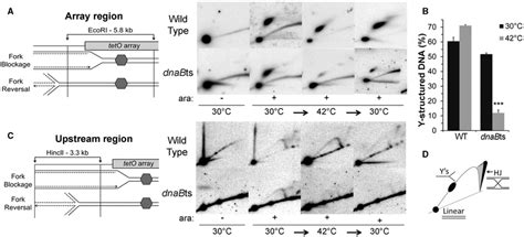 Replication Fork Collapse Visualized By 2‐d Agarose Gel Download Scientific Diagram