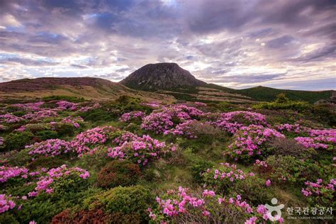 이제 곧 철쭉이 피는 한라산 가장 아름다운 시기가 다가옵니다 힐링휴게소