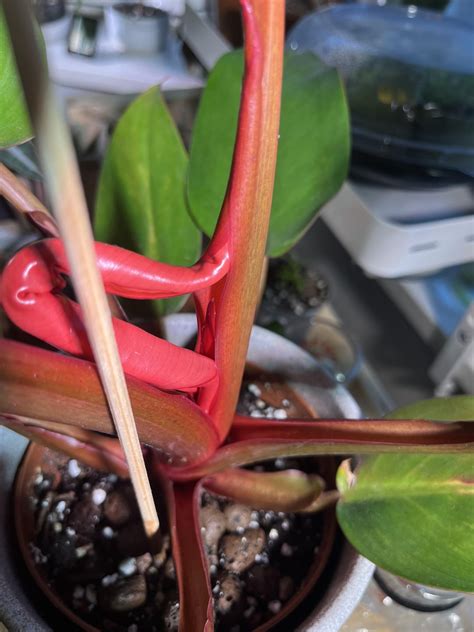 Two Leafs Growth From Same Node Is This Normal The Bigger One Seems To Be Uncurling And Not