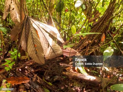보카 타파다 근처 코스타리카의 열대 우림을 통해 하이킹 0명에 대한 스톡 사진 및 기타 이미지 0명 가을 단풍 건조한 Istock