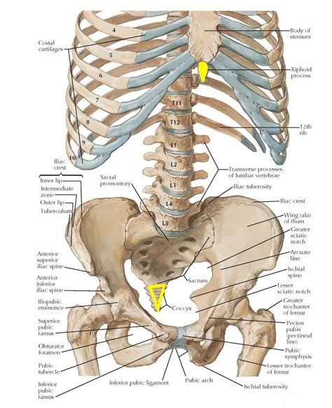 Xiphoid Process