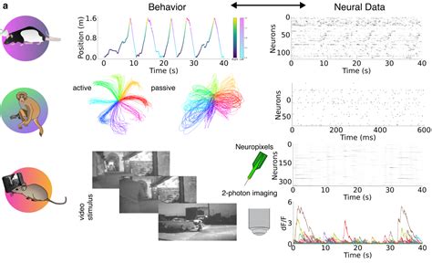 Learnable Latent Embeddings For Joint Behavioral And Neural Analysis Deepai