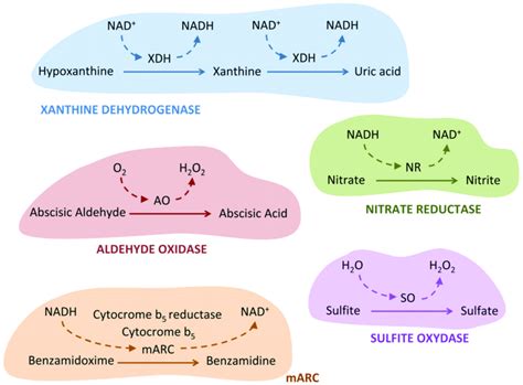 Schematic Representation Of The Enzymatic Activity Catalyzed By The
