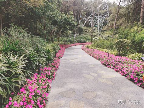 厦门山海健康步道随手拍 知乎