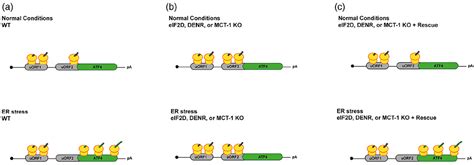 To Initiate Or Not To Initiate A Critical Assessment Of Eif2a Eif2d