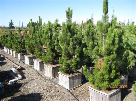 Pinus Leucodermis Satellite The Site Gardener