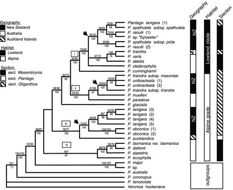 maximum likelihood ml tree reconstructed using concatenated data
