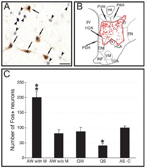 Fos Immunoreactivity In Non Hypocretinergic Non Mchergic Neurons