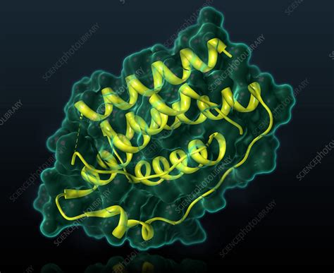 Leptin Molecular Model Stock Image F031 5881 Science Photo Library