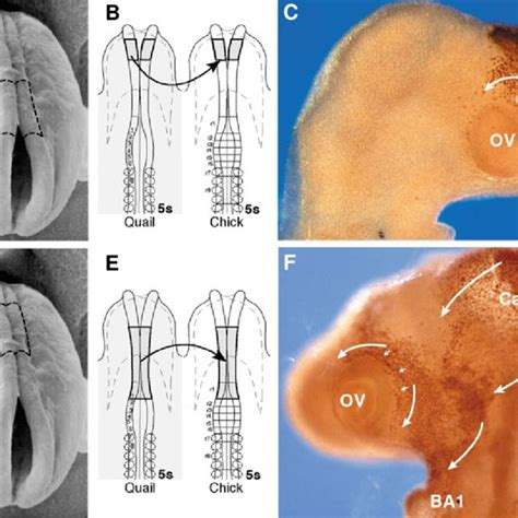 Origin Of The Avian Ocular And Periocular Structures Download Table