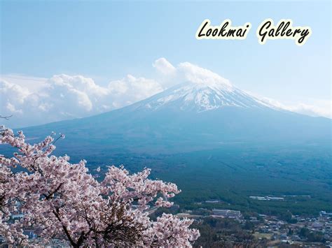Fuji Sakura Season ฤดูกาลแห่งซากุระรอบภูเขาไฟฟูจิ Pantip