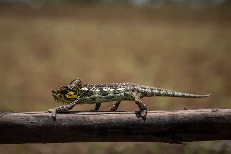 Evolution Of Lizards A New Study Reveals The Patterns And Drivers Of