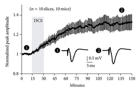 Physiological Effects Of Tdcs A Illustration Of The Typical