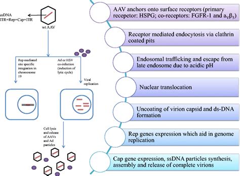 Basic Biology Of Aav Infection Palindromic Inverted Terminal Repeats Download Scientific