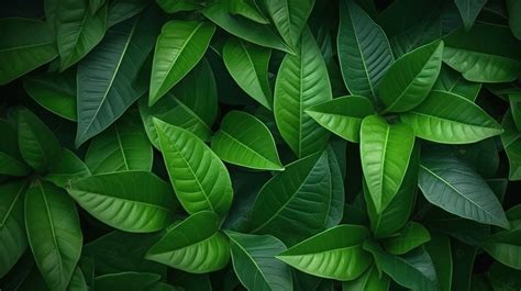 잎이 많은 녹색 배경 무성한 잎으로 장식된 천연 벽지 질감 녹색 자연 숲의 질감 여름 정원 배경 일러스트 및 사진 무료 다운로드 Pngtree