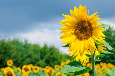 푸른 흐린 하늘을 배경으로 해바라기가 피는 들판 꿀벌 수분 해바라기 식물 씨앗과 피보나치 수열이있는 해바라기 부분 여름의 놀라운 자연 0명에 대한 스톡 사진 및 기타 이미지