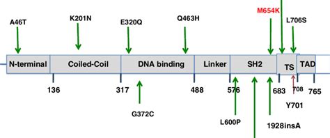 Stat1 Dominant Negative And Loss Of Function Mutations The N Terminal