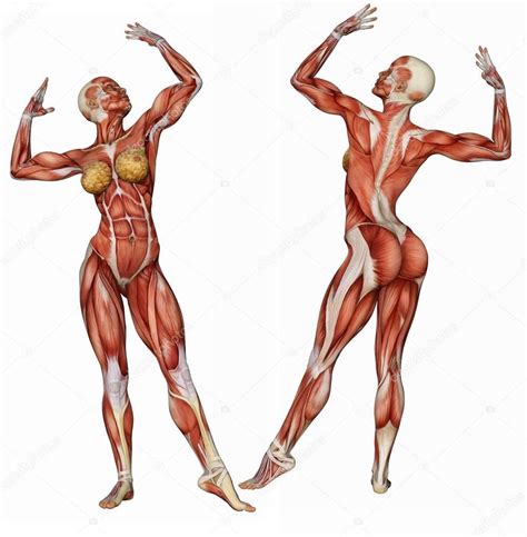 바디 빌더 포즈에서 여성 신체의 근육 구조 Human Anatomy Female Human Body Anatomy Body Anatomy