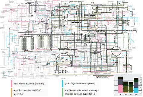 Figure 5 From Visual Comparison Of Organism Specific Metabolic Pathways