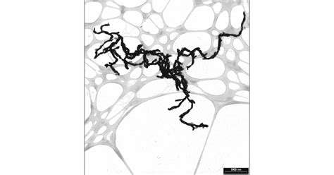 Conducting Polymers With Fibrillar Morphology Synthesized In A Biphasic Ionic Liquid Water