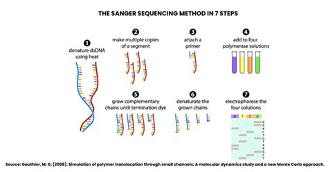 Sanger Method Of Dna Sequencing Principles And 7 Steps